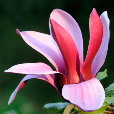 Magnolia Nigra Garden Plant - Pink Tulip-Shaped Blooms, Compact Size ...