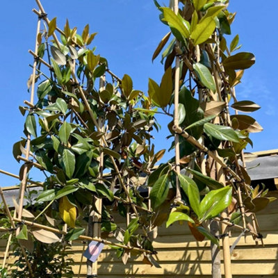 Magnolia Pleached Tree with Staking Kit - 200cm Stem and 14cm Girth