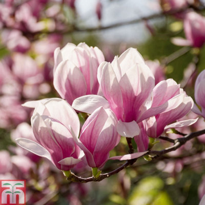 Magnolia Red Lucky Standard 1 Bare Root | DIY at B&Q