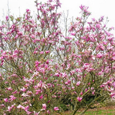 Magnolia Ricki Garden Plant - Fragrant Pink Blooms, Compact Size (20 ...