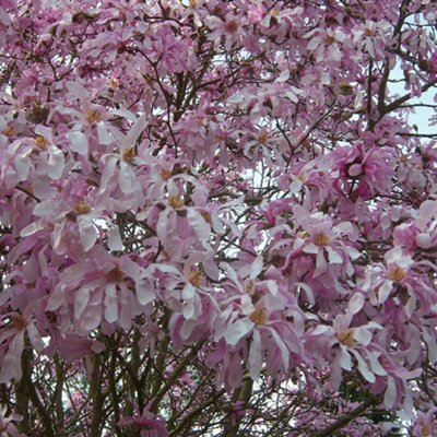 Magnolia Rosea Garden Plant - Delicate Pink Flowers, Compact Size ...
