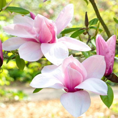 Magnolia Star Wars Tree - Pink and White Scented Flowers, Ornamental ...