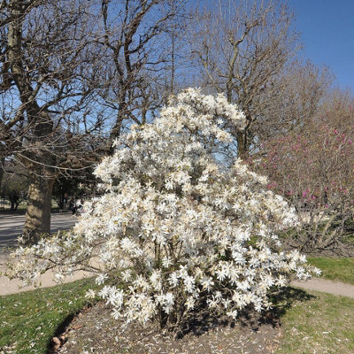 Buy Magnolia Stellata in 9cm Pots- Star Magnoliacea - Spring Flowering ...