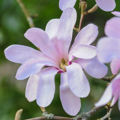 Magnolia stellata Rosea - Soft Pink Blooms Compact Habit for Small ...