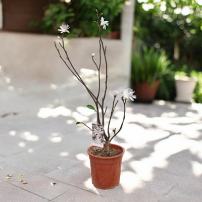 Magnolia Stellata Tree in 5L Pot - 1.1m Compact Deciduous Garden Shrub ...