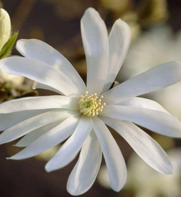 Magnolia Stellata Tree in 5L Pot - 1.1m Compact Deciduous Garden Shrub ...