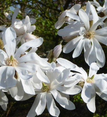 Magnolia Stellata Tree in 5L Pot - 1.1m Compact Deciduous Garden Shrub ...