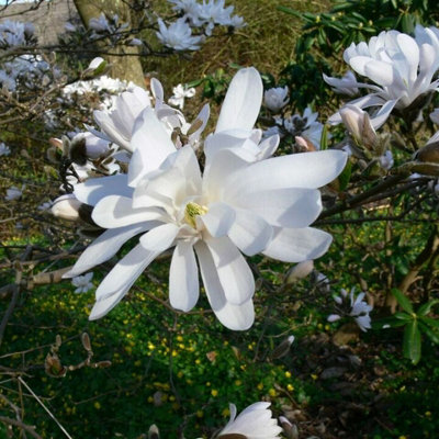 Magnolia stellata 'Water Lily' in 9cm Pot - Star Magnoliaceae Flowering ...