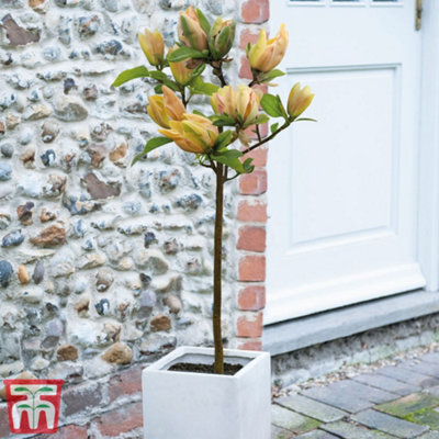 Magnolia Sunspire Standard 1 Bare Root