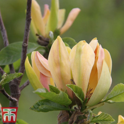 Magnolia Sunspire Standard 1 Bare Root