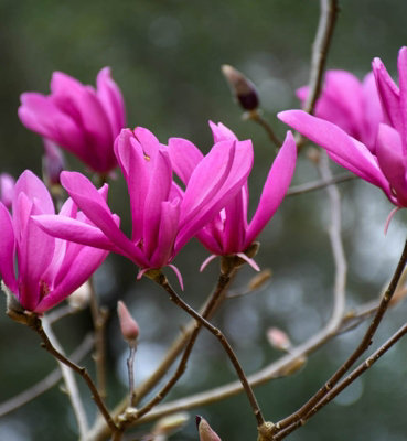 Magnolia Susan Tree in 5L Pot - 1.1m Compact Deciduous Garden Shrub ...