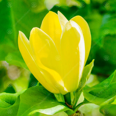 Magnolia Yellow Bird Tree - Cup-Shaped Yellow Flowers, Yellow Lily ...