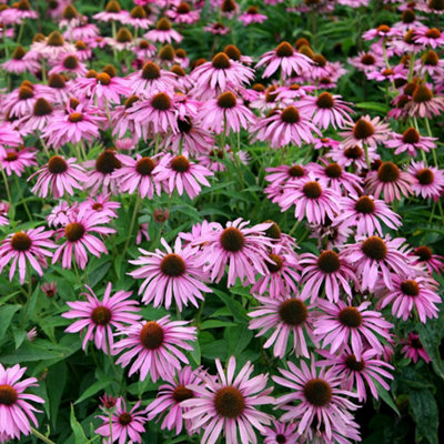 Magnus Coneflower Perennials Flowering Plants Echinacea Purpurea 2L Pot ...