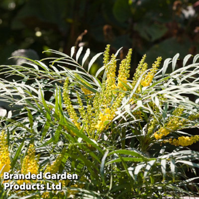 Mahonia Soft Caress 13cm Potted Plant x 1 | DIY at B&Q