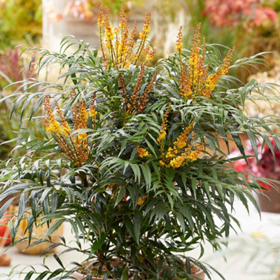 Mahonia Volcano, Evergreen Shrub Plant for UK Gardens (15-25cm Height ...