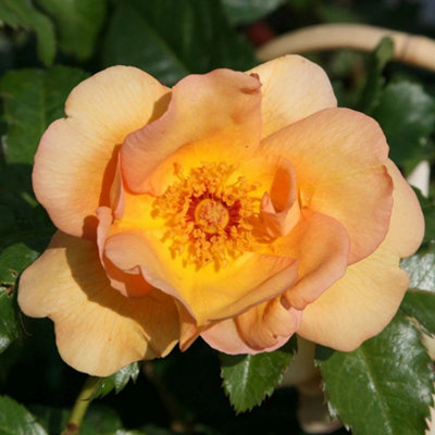 Maigold Rose Bush Yellow Flowering Roses Climbing Rose 4L Pot | DIY at B&Q
