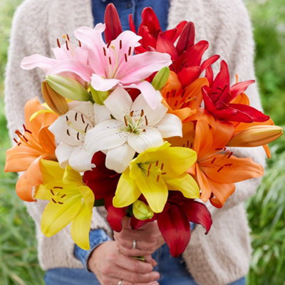 Shop Majestic Lily Collection Set of 10 Bulbs Ready for Planting