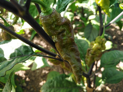 Major Pain x Yaki Blue Chilli Seeds - 10 Fresh Seeds