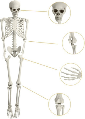Makamsui 5.4ft (165cm) Life-Size Poseable Halloween Skeleton with ...