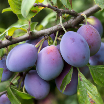 Malling Elizabeth Plum (Prunus domestica) Tree - 12Ltr Bareroot