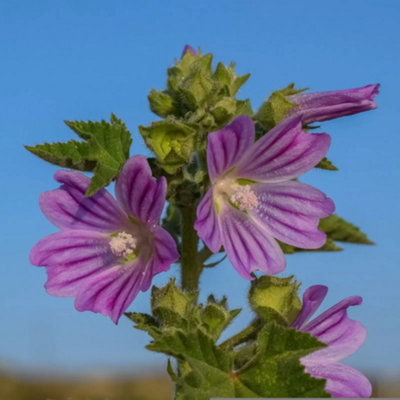 Mallow Malva Wild Flower Common sylvestris pink Native perennial UK 200 ...