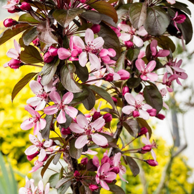 MALUS AROS TREE - CRAB APPLE TREE, PINK AND WHITE SPRING BLOSSOMS, LOW ...