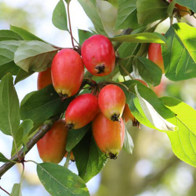 Malus (Crab Apple) John Downie (MM106) 1 Bare Root Tree at B&Q