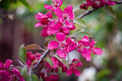 Malus Crimson Cascade Weeping Purple Crab Apple Tree 6ft Tall Supplied ...