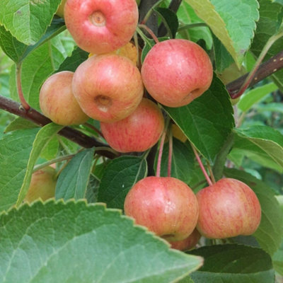 Malus Everest Crab Apple Tree RHS Award of Garden Merit Stunning ...