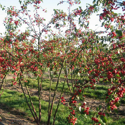 Malus Evereste Tree - Crab Apple Tree, White Spring Blossoms, Low ...