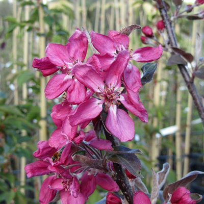 Malus Harry Baker Tree - Crab Apple Tree, Fuchsia Pink Spring Blossoms ...