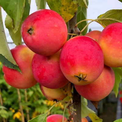 MALUS JELLY KING CRAB APPLE OUTDOOR FRUIT TREE BARE ROOT 1M