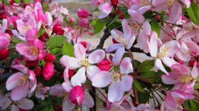 Malus Pink Perfection Crab Apple Tree 6ft Tall Supplied in a 12 Litre ...