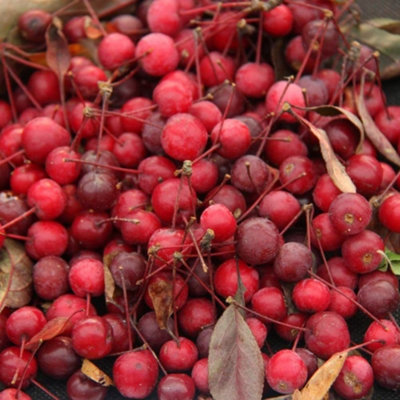 Malus Princeton Cardinal Crab Apple Outdoor Fruit Tree 12L Pot 1.2m - 1.5m