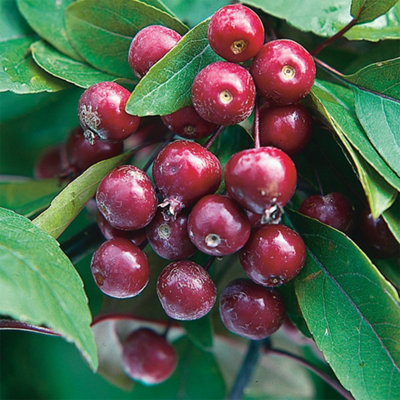 Malus Profusion Tree - Crab Apple Tree, Pink-Purple Flowers, Tasty ...