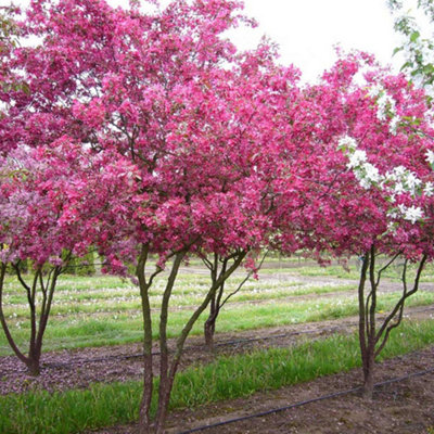 Malus Profusion Tree - Crab Apple Tree, Pink-Purple Flowers, Tasty ...