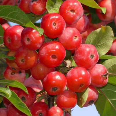 Malus Red Sentinel Crab Apple Tree White Blossom Scarlet Fruits Jelly ...
