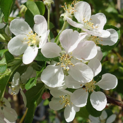 Malus Red Sentinel Tree - Crab Apple Tree, White Flowers, Tasty Fruit ...