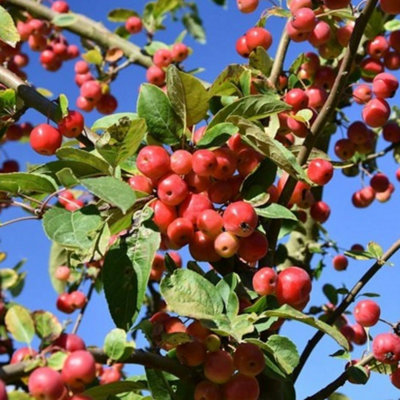 Malus Red Sentinel Tree - Crab Apple Tree, White Flowers, Tasty Fruit ...
