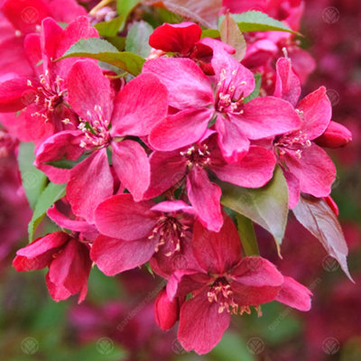 Malus Royalty Tree - Crab Apple Ornamental Tree, Deep Pink Flowers ...