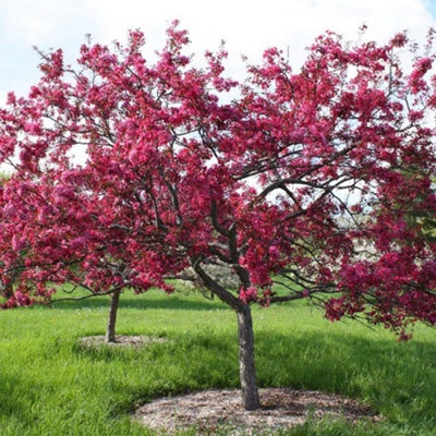 Malus Royalty Tree - Crab Apple Ornamental Tree, Deep Pink Flowers ...