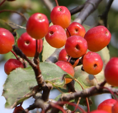 Malus Rudolph Crab Apple Tree 6ft Tall Supplied in a 12 Litre Pot by ...