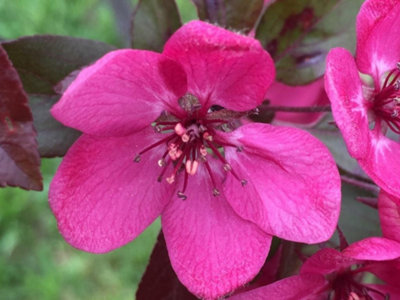 Malus Toringo Scarlett Tree 6ft Tall Supplied in a 12 Litre Pot by ...