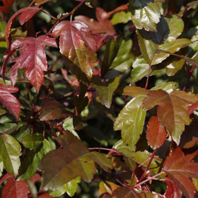 Malus Toringo Scarlett Tree - Crab Apple Ornamental Tree, Deep Pink ...