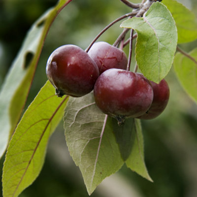 Malus Toringo Scarlett Tree - Crab Apple Ornamental Tree, Deep Pink ...