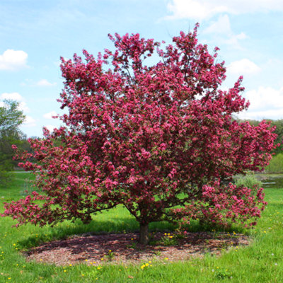 Malus Toringo Scarlett Tree - Crab Apple Ornamental Tree, Deep Pink ...