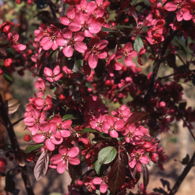 Malus Toringo Scarlett Tree - Crab Apple Ornamental Tree, Deep Pink ...