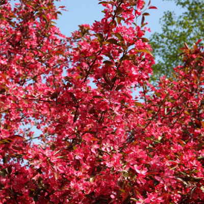 Malus Toringo Scarlett Tree - Crab Apple Ornamental Tree, Deep Pink ...