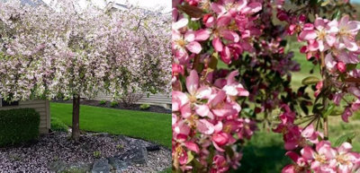 Malus Weeping Candied Apple Fruit Tree 6ft Tall Supplied in a 12 Litre ...