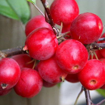 Malus x Robusta Red Sentinel Crab Apple Outdoor Fruit Tree 12L Pot 1.5m ...